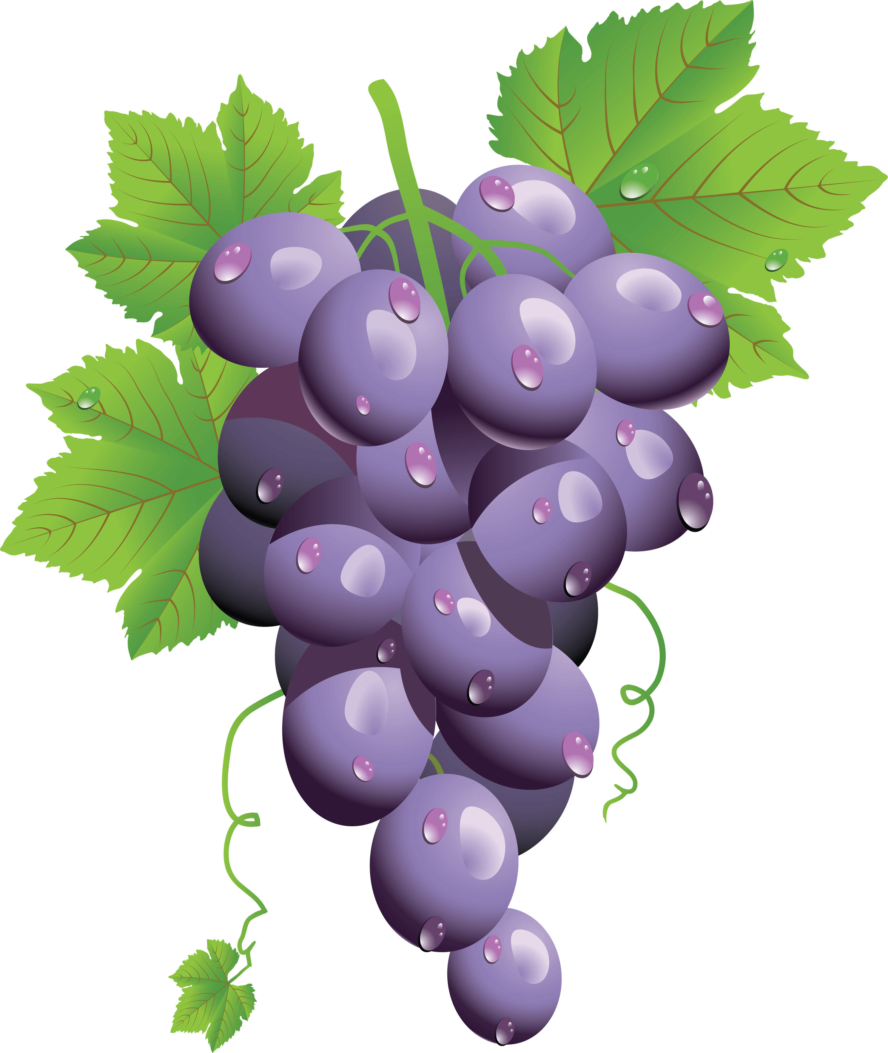 Wine Grapes Png