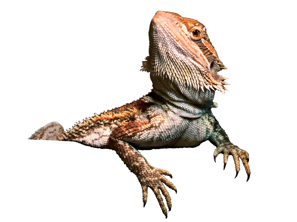 Download Bearded Dragon Transparent Image HQ PNG Image | FreePNGImg