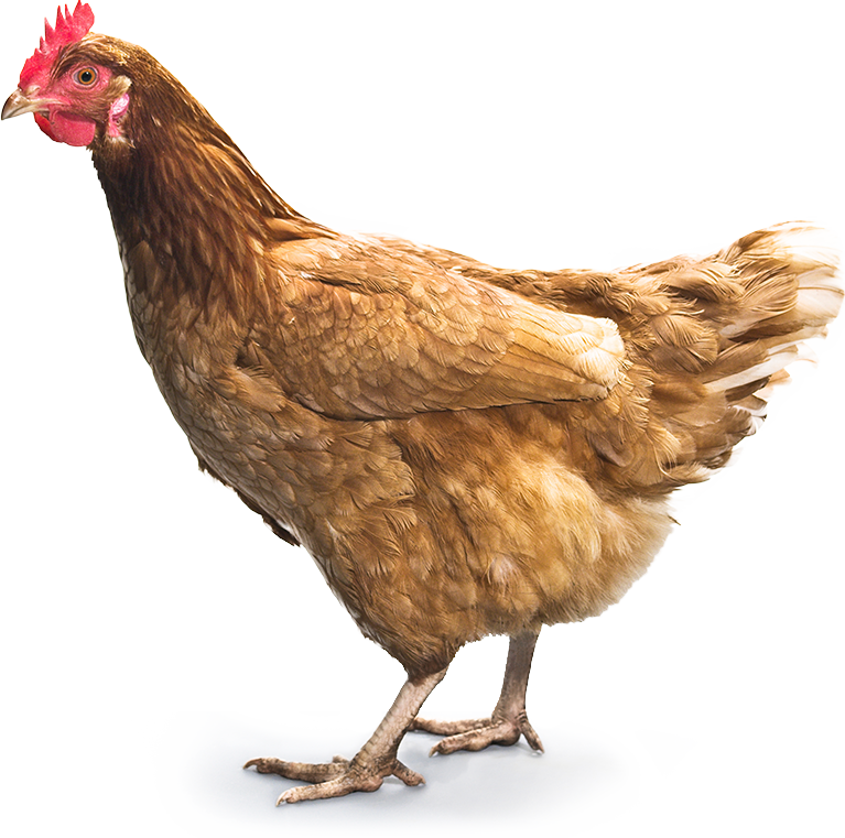Download Chicken Png 7 HQ PNG Image | FreePNGImg