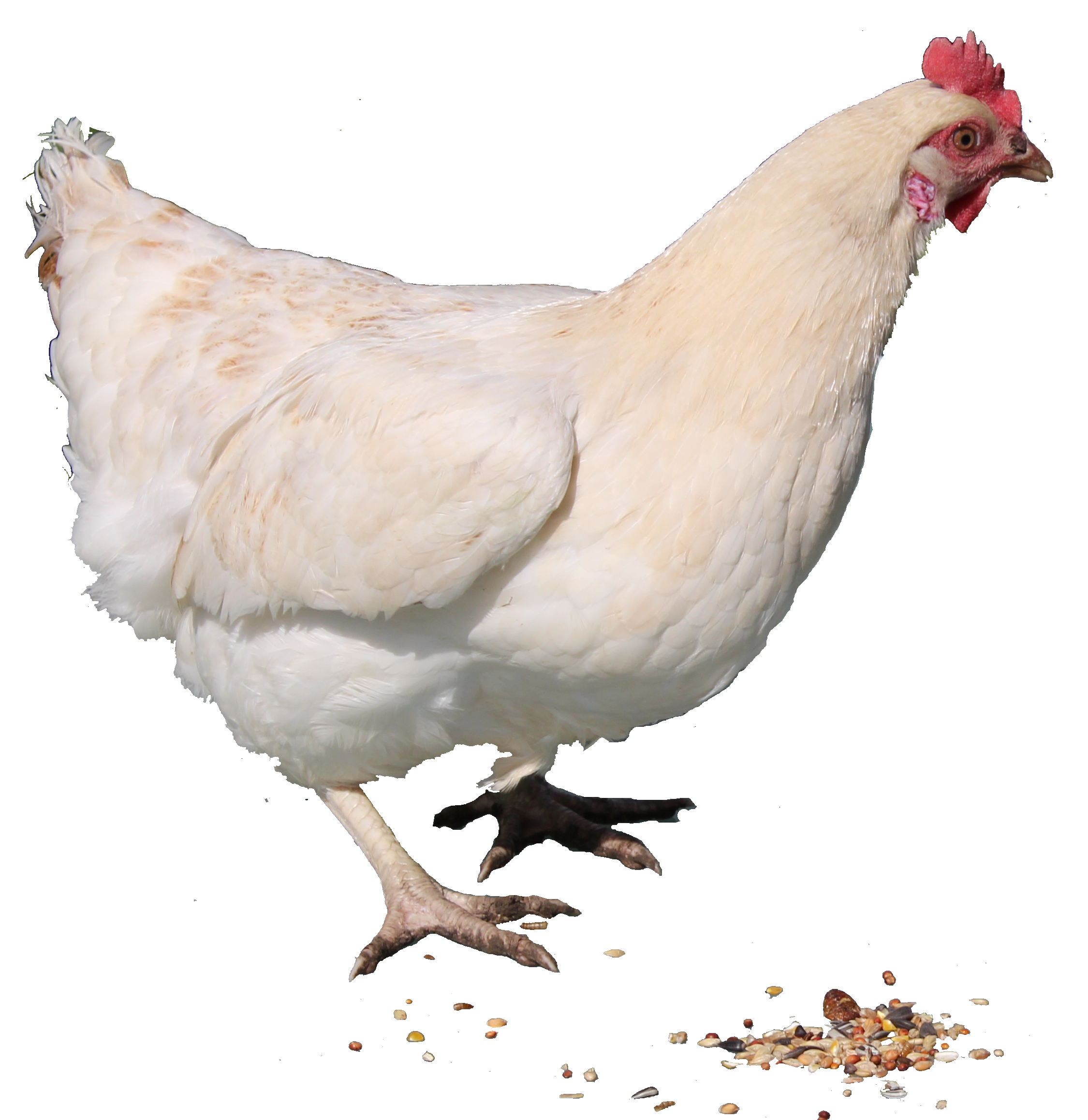 Download Chicken Png 2 HQ PNG Image | FreePNGImg