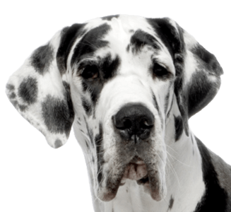 Download Free Dog Png Image ICON favicon | FreePNGImg