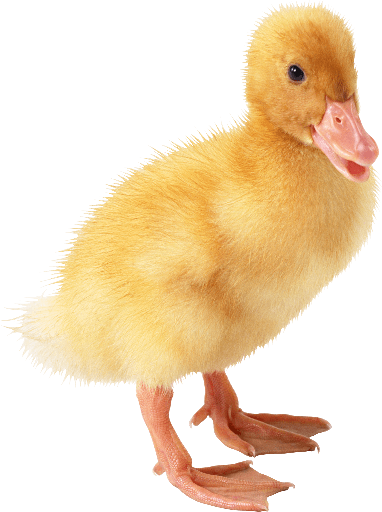 Download Little Duck Png Image Hq Png Image In Different Resolution Freepngimg