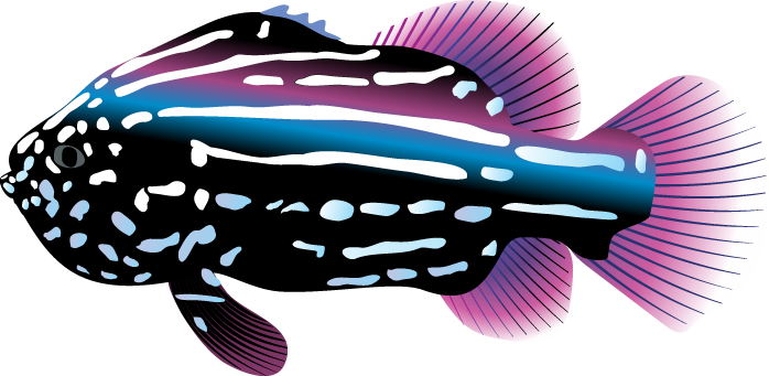 Download Free Ocean Fish Transparent ICON favicon | FreePNGImg
