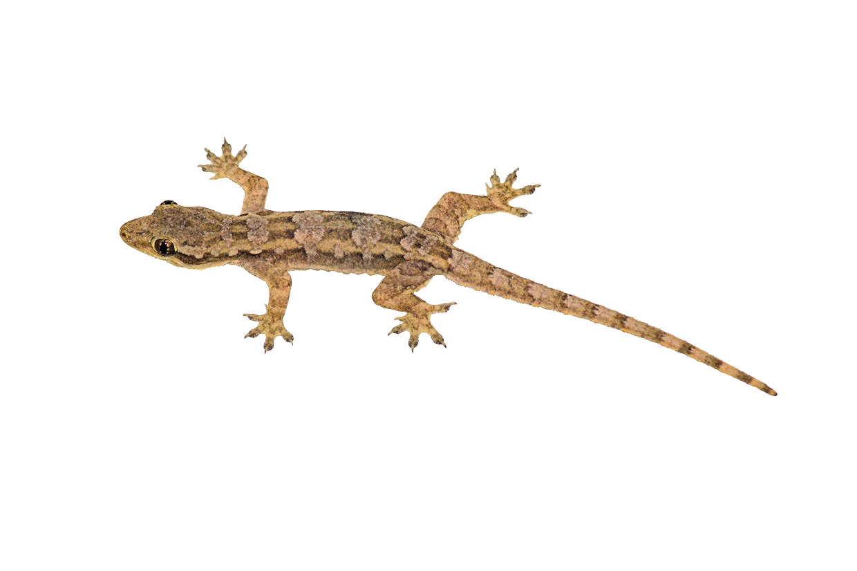 Download Lizard Transparent Image HQ PNG Image | FreePNGImg
