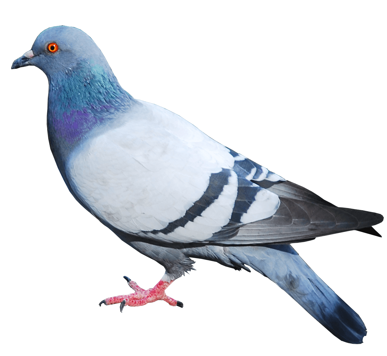 Download Pigeon Png Image HQ PNG Image | FreePNGImg