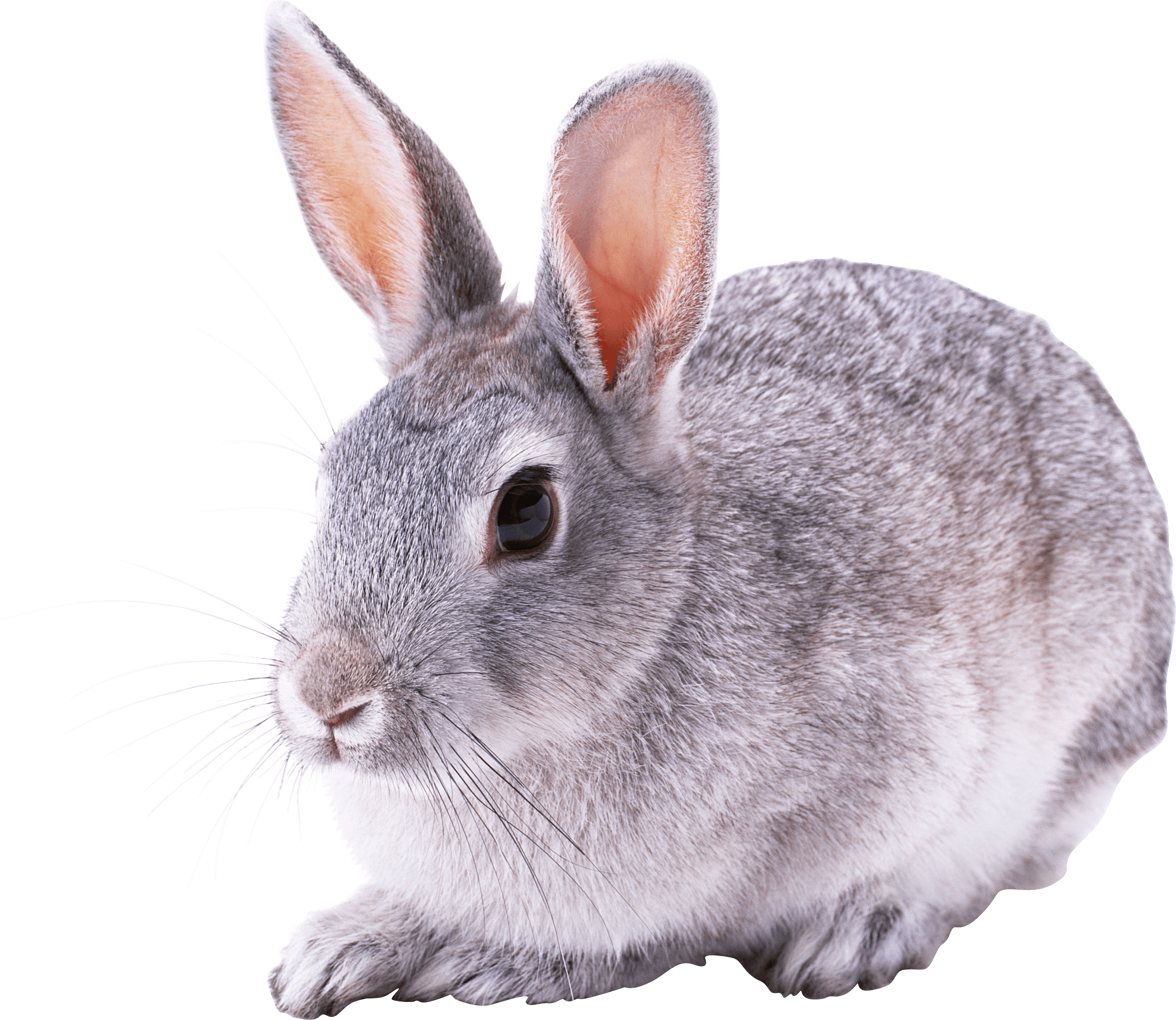Download Free Rabbit Png Image ICON favicon | FreePNGimg