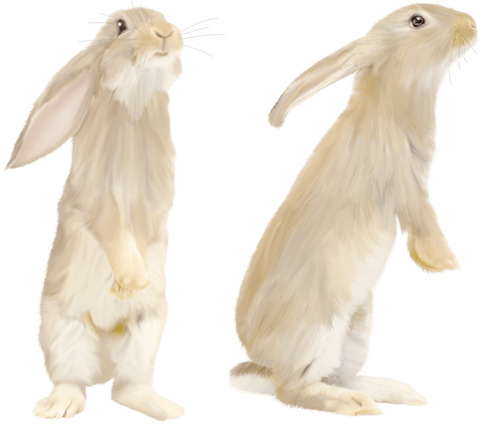 Download White Rabbit Png Image HQ PNG Image in different resolution ...