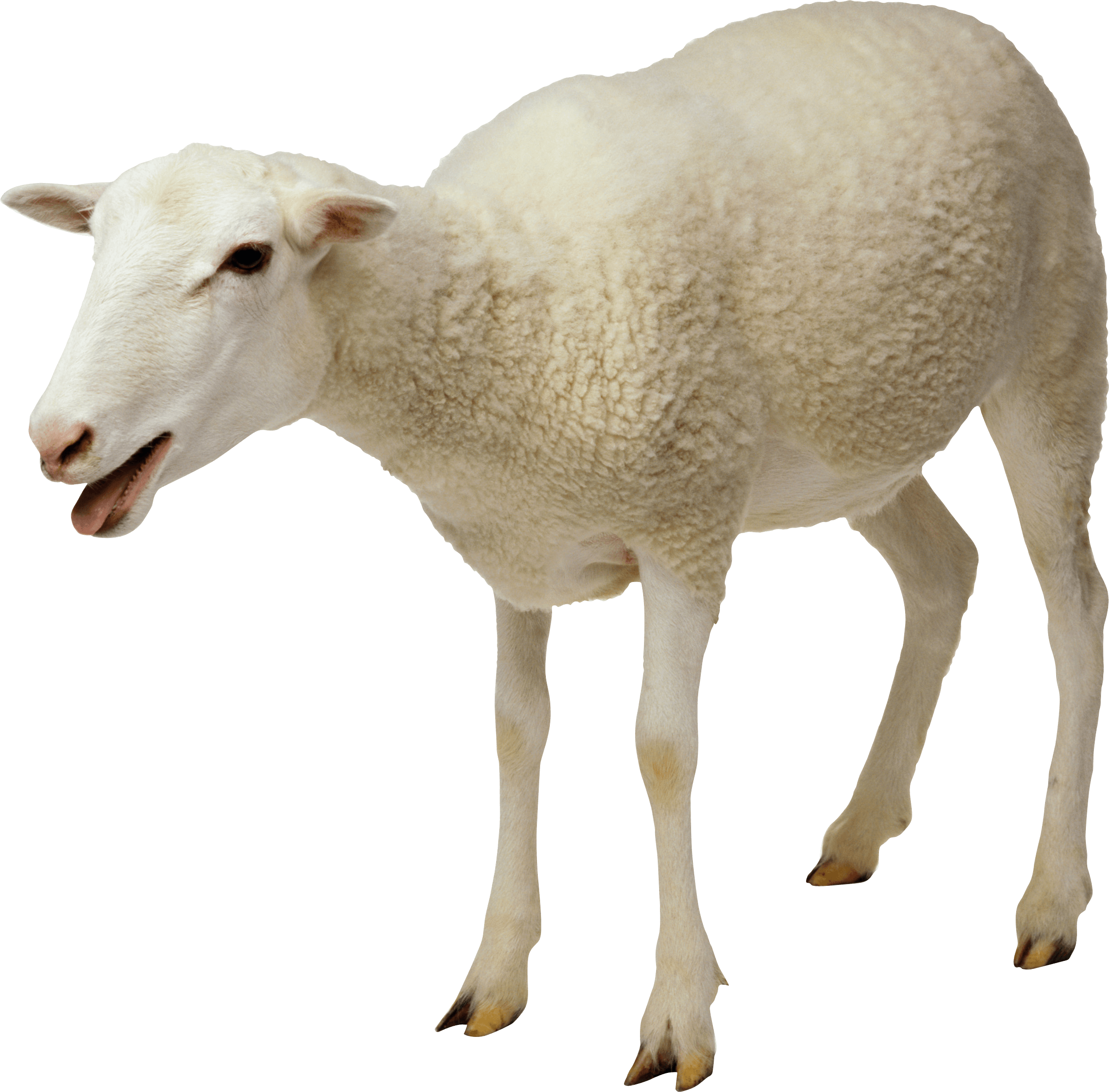 Download Sheep Png Image HQ PNG Image | FreePNGImg