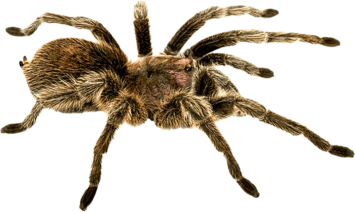 Download Spider Png Image HQ PNG Image | FreePNGImg