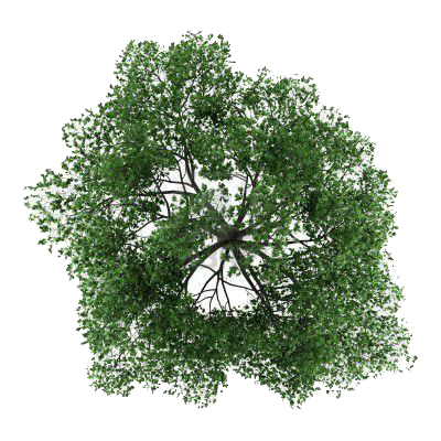 Download Free Tree Top Photos ICON favicon | FreePNGimg