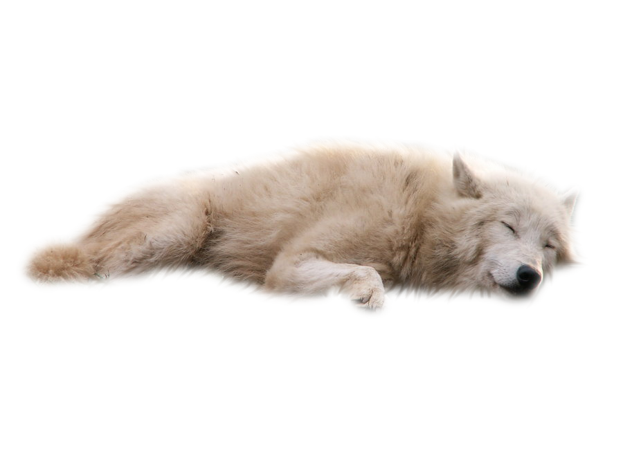 Download Free Wolves White Background Transparent ICON favicon | FreePNGimg